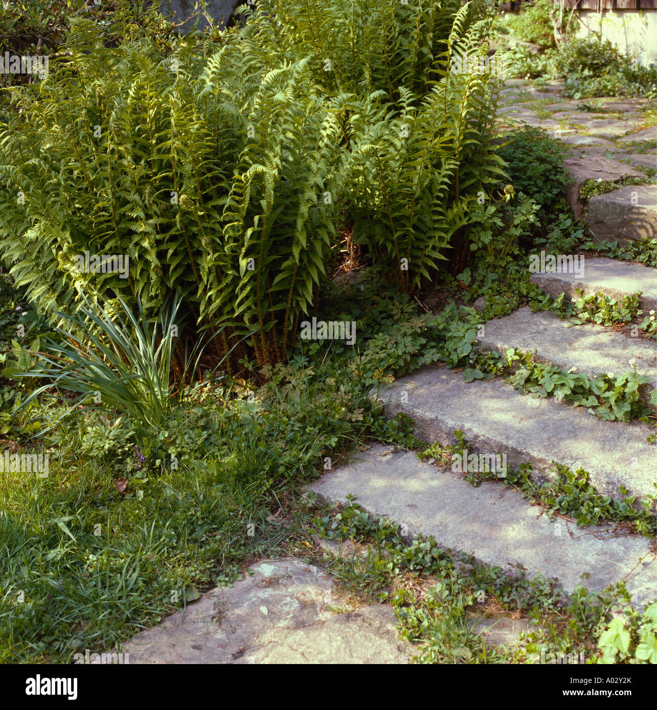 Lush planting of ferns and groundcover by shallow stone steps Stock ...
