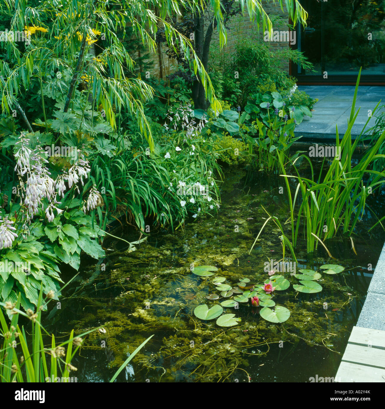 Garden pond with hostas hi-res stock photography and images - Alamy