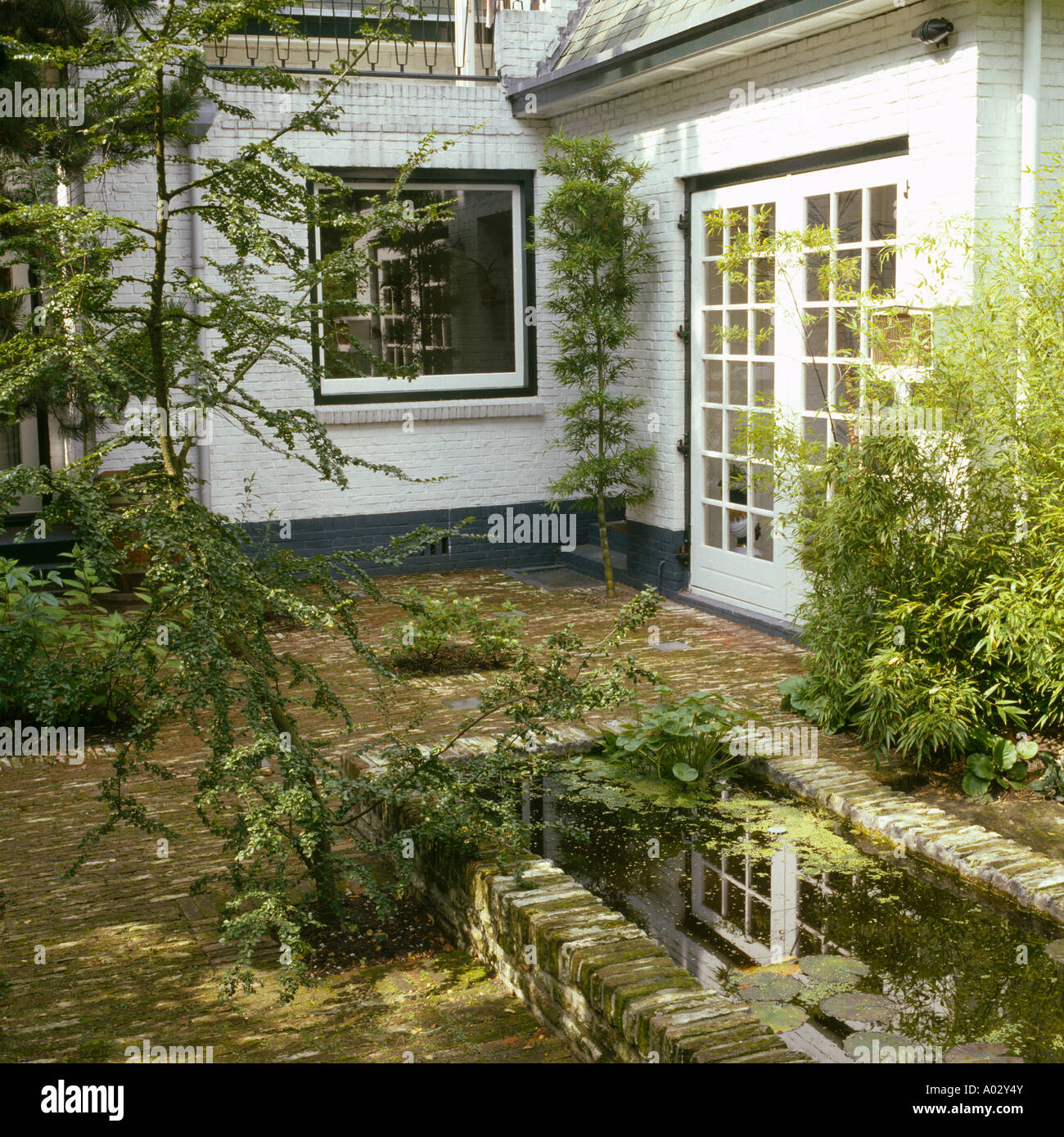 Rectangular brick-edged pond and small trees in courtyard garden of ...