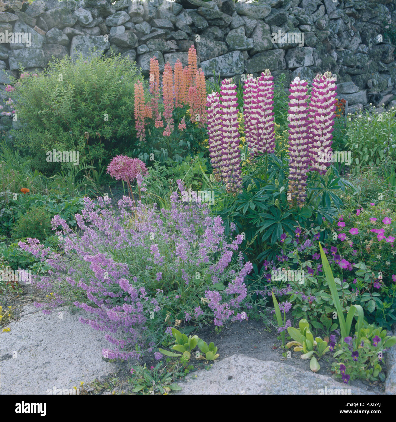 Perennials lupin lupins borders hi-res stock photography and images - Alamy