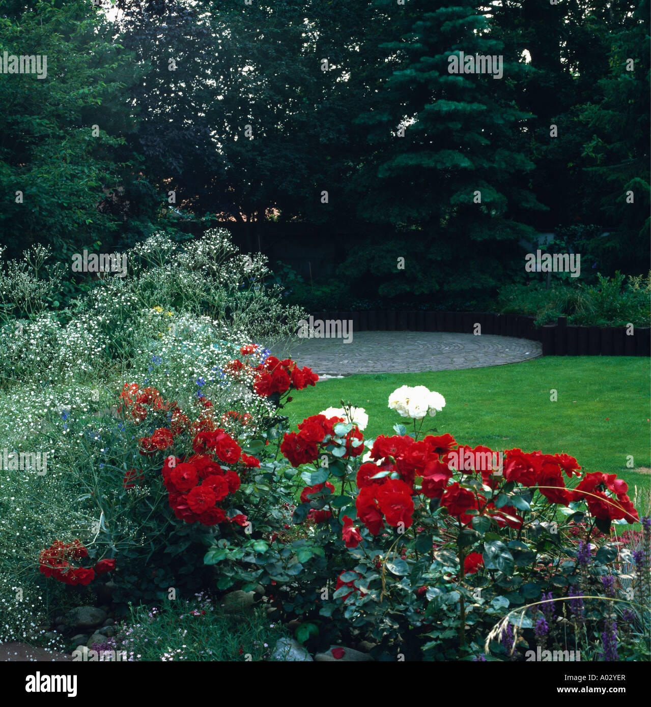Red roses in summer garden border Stock Photo - Alamy