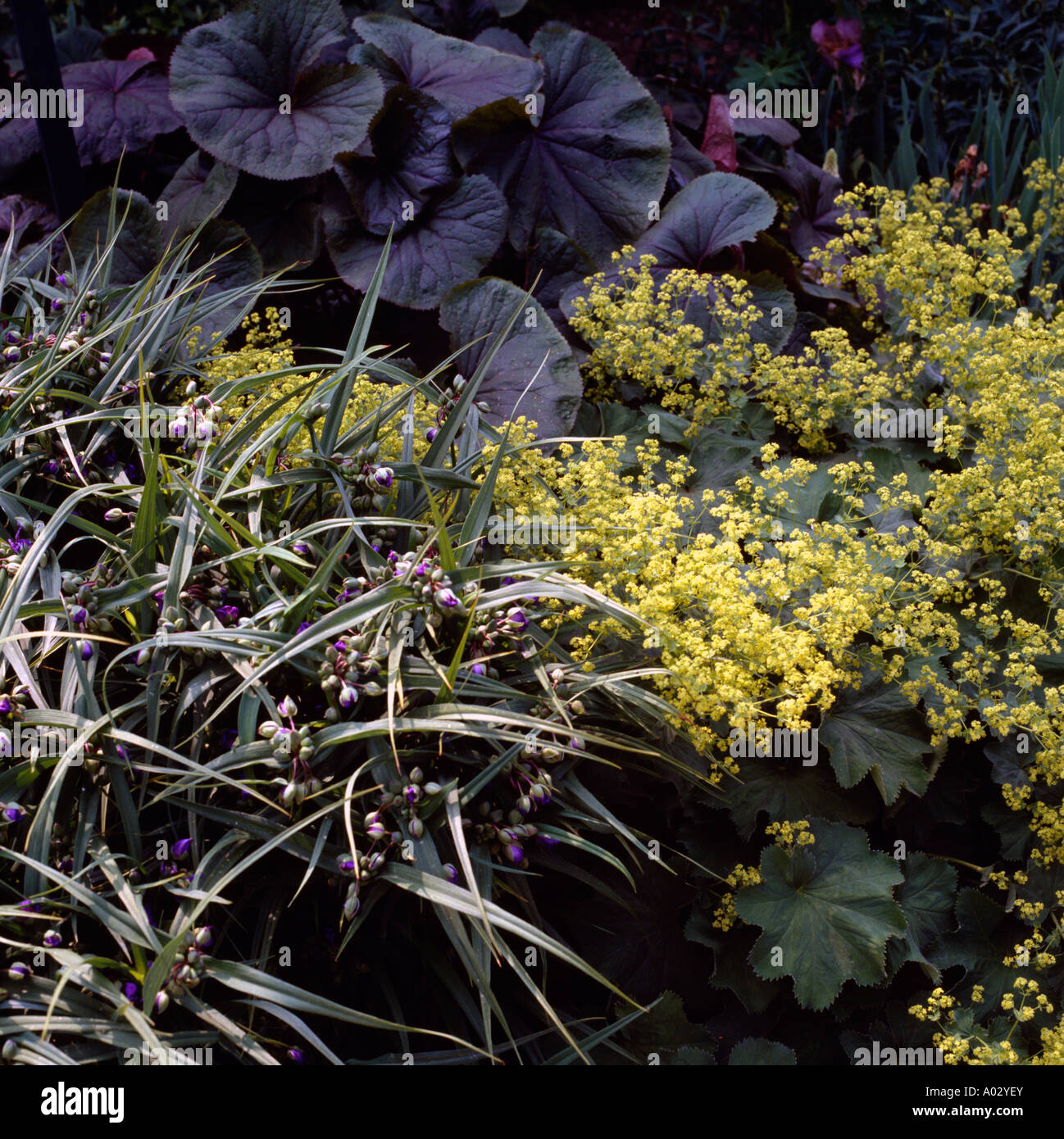 Close-up of summer garden border with Heuchera and Ophiopogon Stock ...