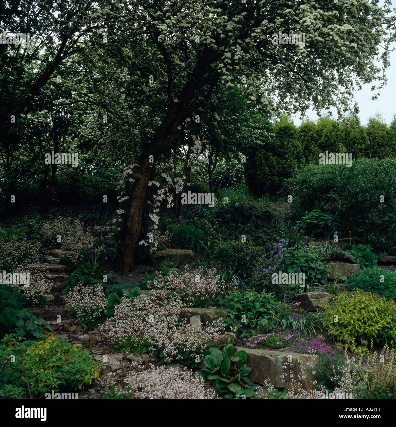 Underplanting tree hi-res stock photography and images - Alamy