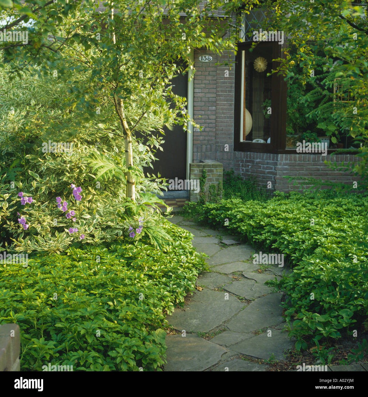 Paved path through borders with small tree under-planted with hypericum ...