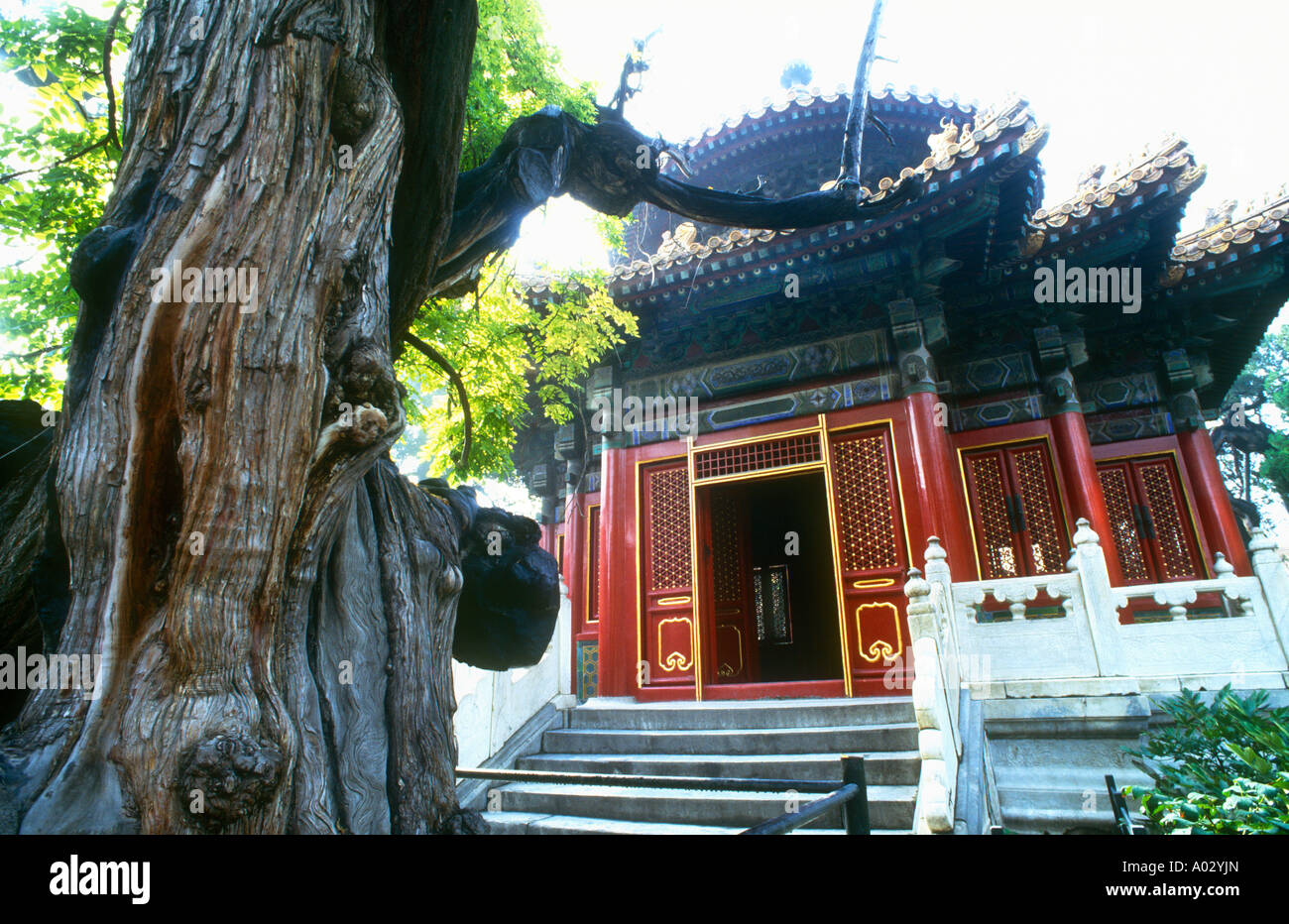 old tree guarding the Chinese temple inside the Forbidden City Beijing ...