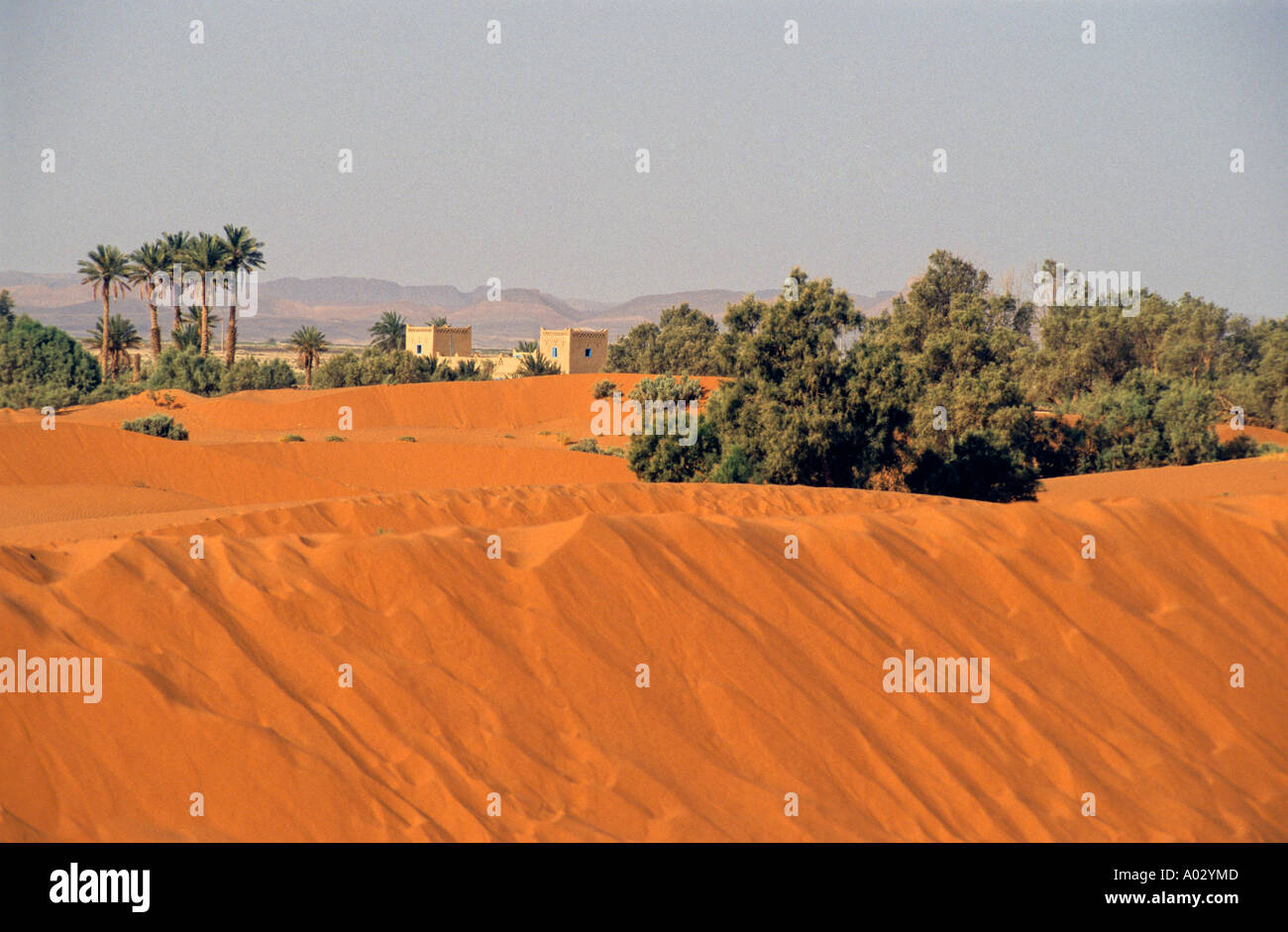 Morocco Oasis At The Merzouga Dune Stock Photo - Alamy
