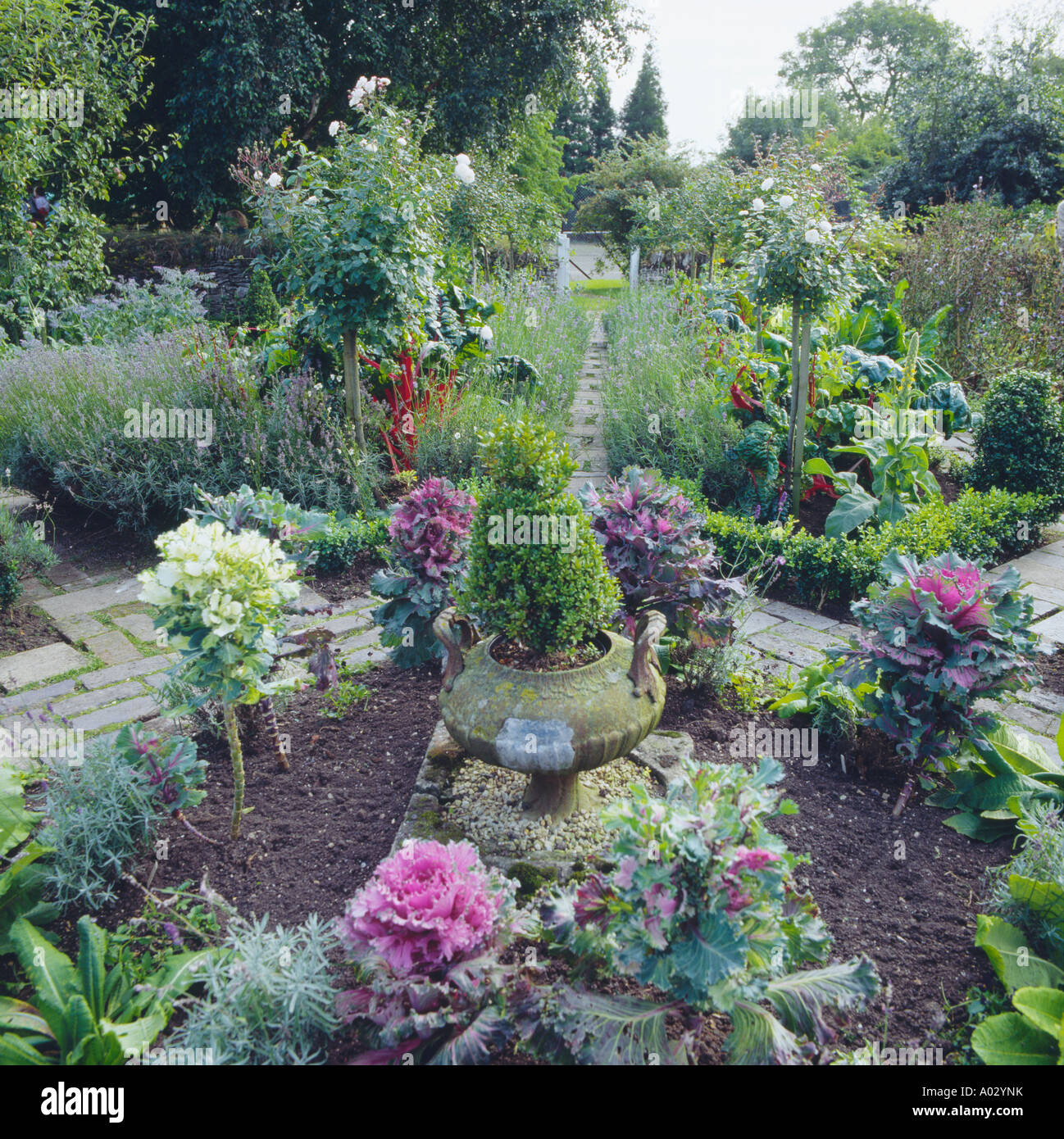 Ornamental cabbages pot hi-res stock photography and images - Alamy