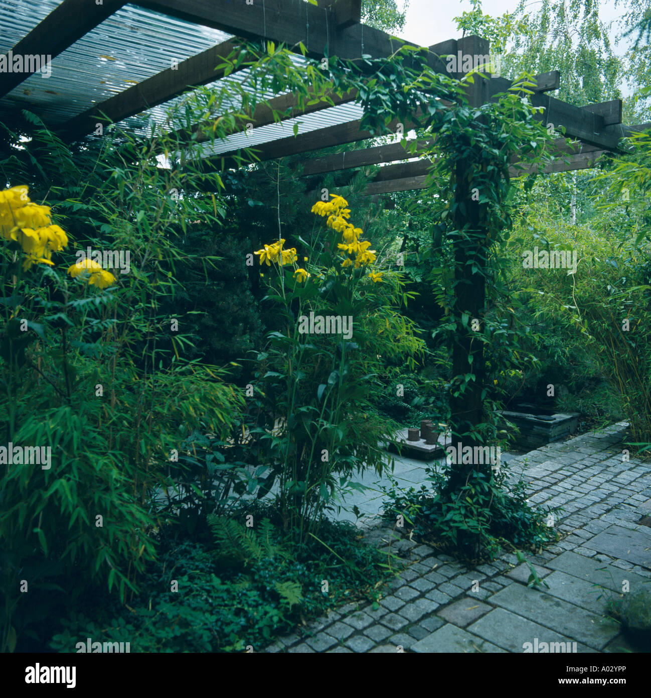 Yellow climbing rose on wooden pergola Stock Photo - Alamy
