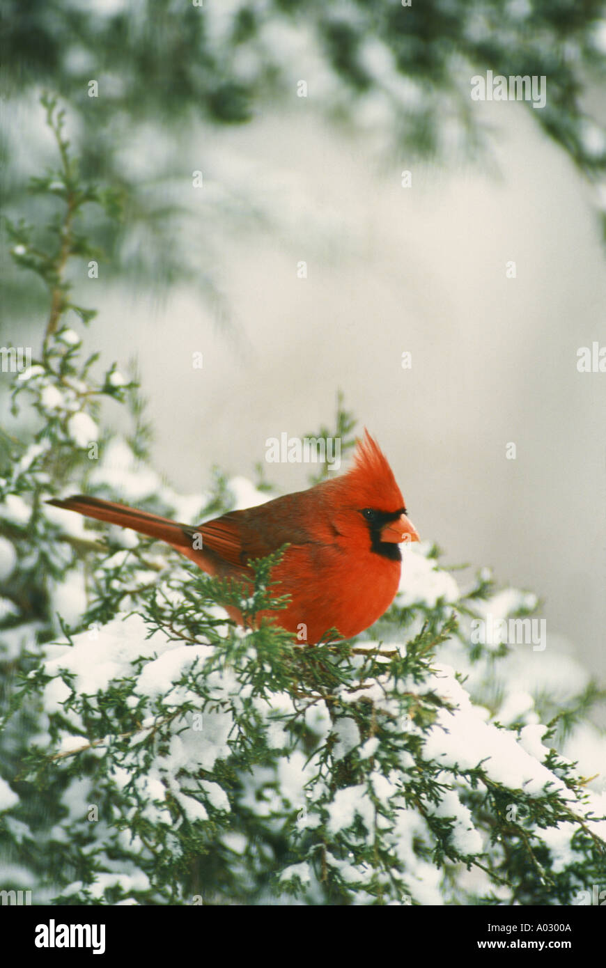 Holiday season: A bright red male Northern cardinal, Cardinalis ...