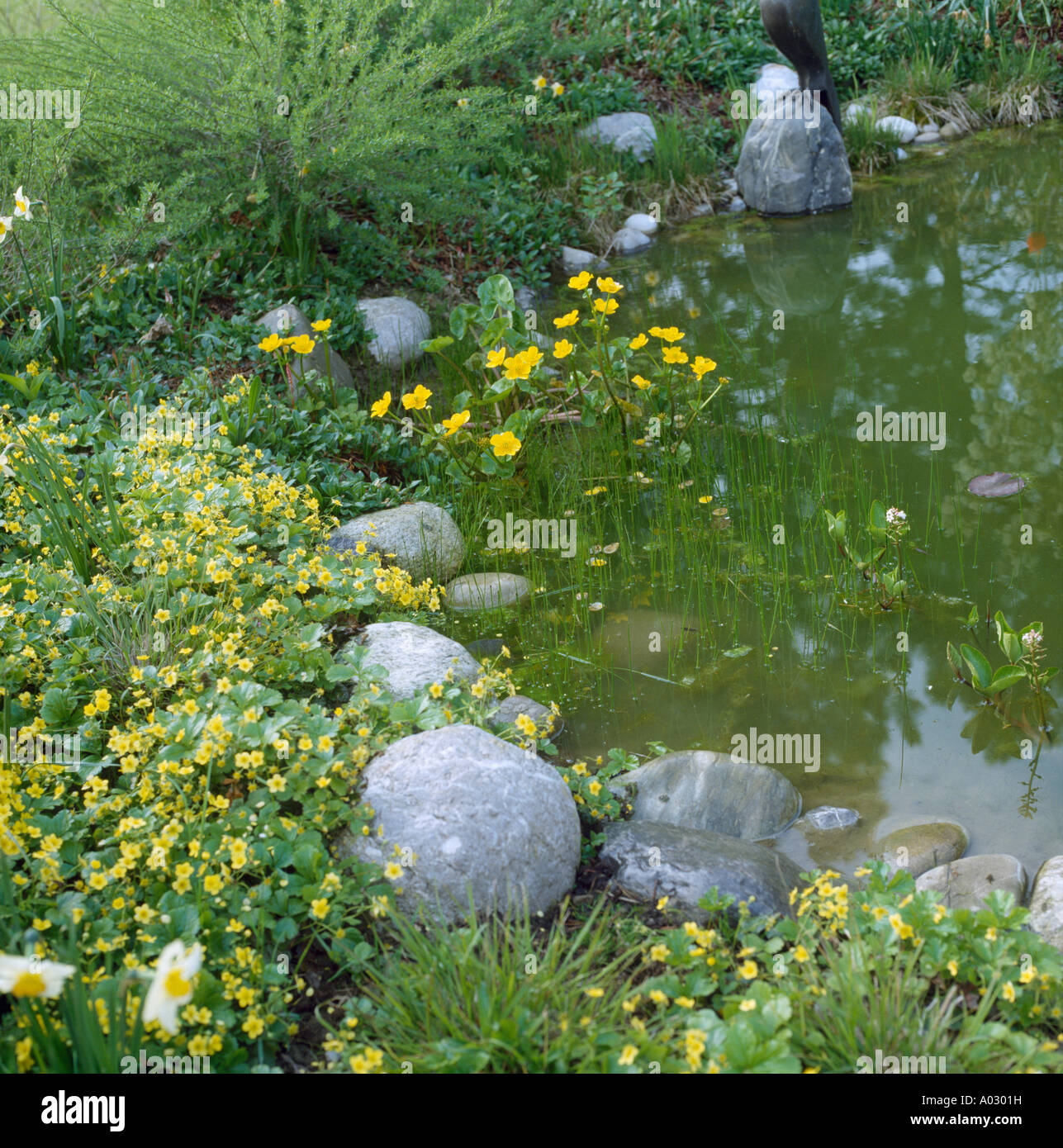 Natural garden pond with yellow lysimachia and boulders Stock Photo - Alamy