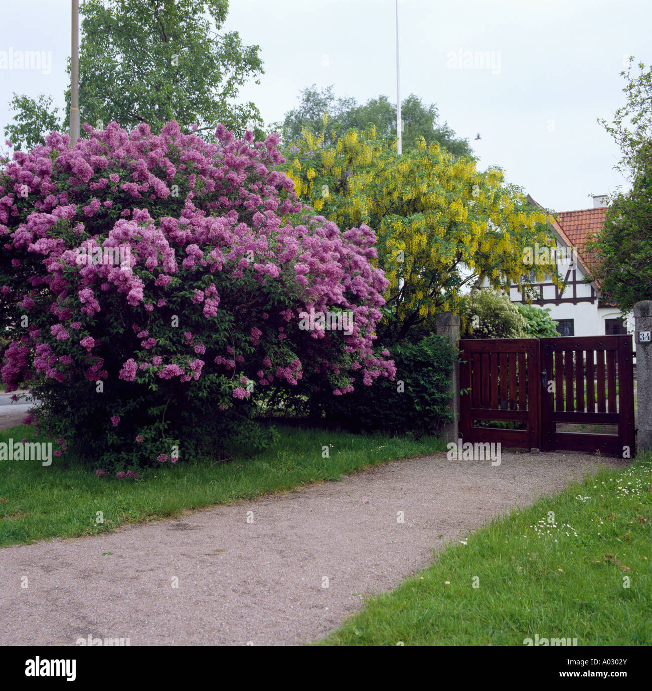Pink rhododendron and yellow laburnum beside path to garden gate Stock ...