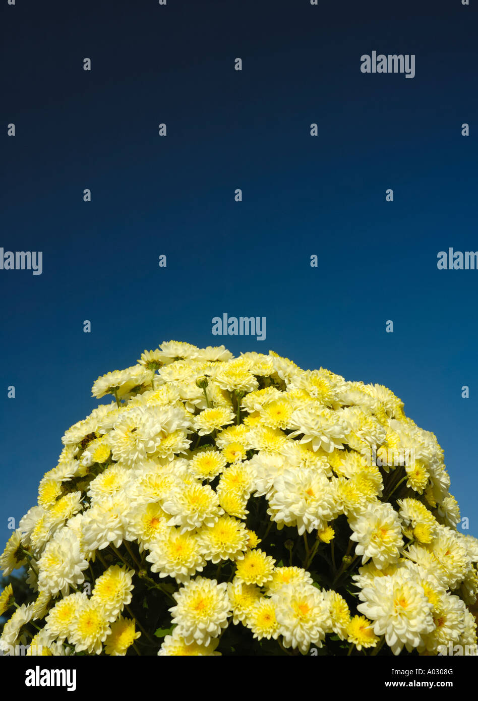 Flower mound hi-res stock photography and images - Alamy