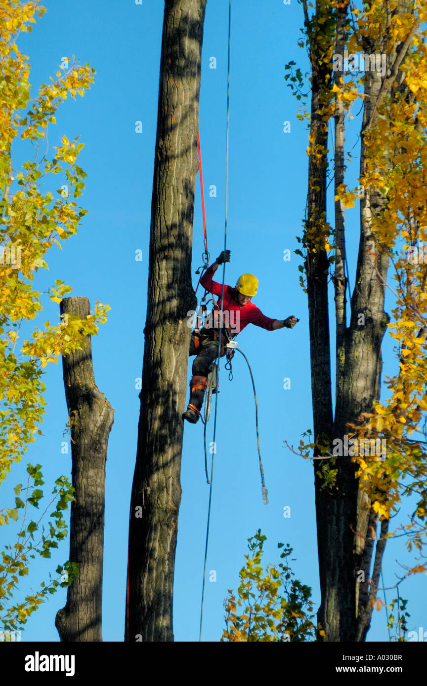 Expert tree climber hi-res stock photography and images - Alamy