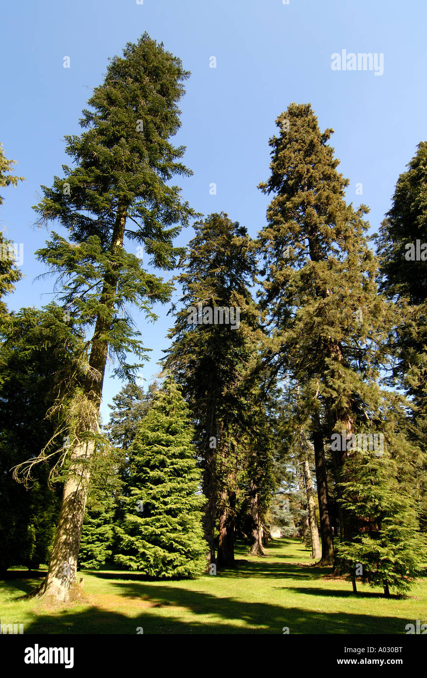 The Pinetum at Scone Palace, Perthshire, Scotland, UK Stock Photo - Alamy