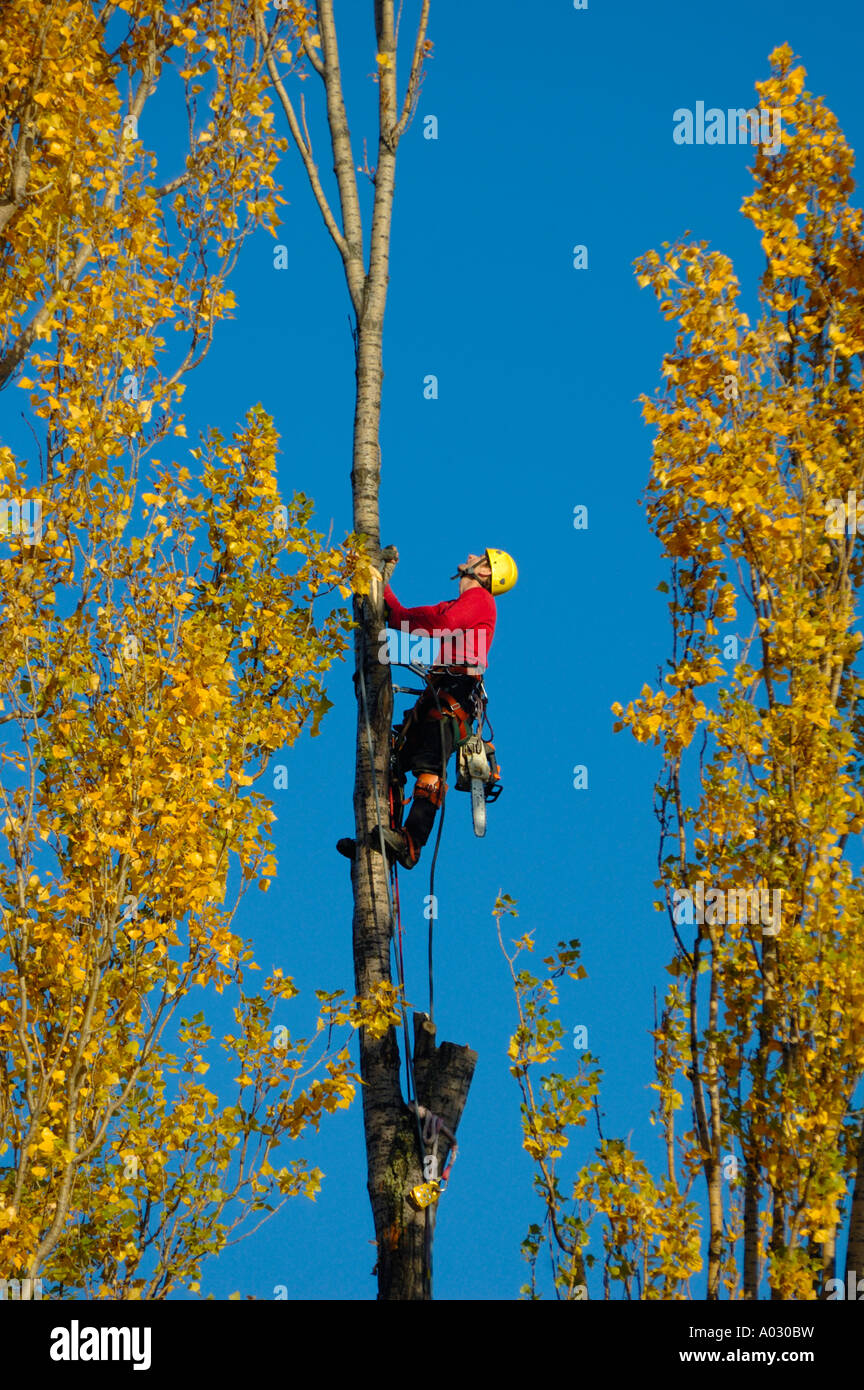 Expert tree climber hi-res stock photography and images - Alamy