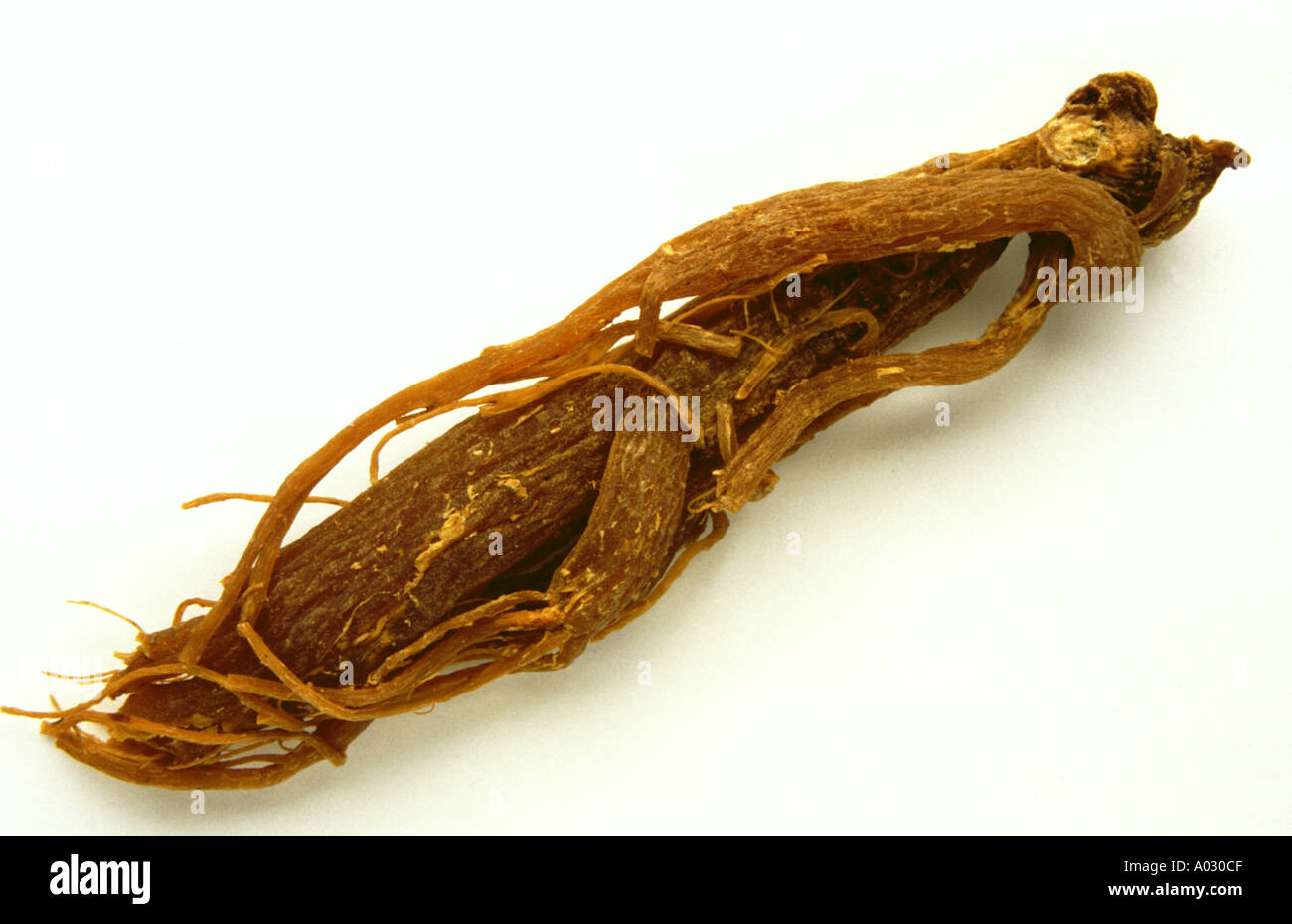 Ginseng root Panax ginseng medicinal plant Stock Photo - Alamy