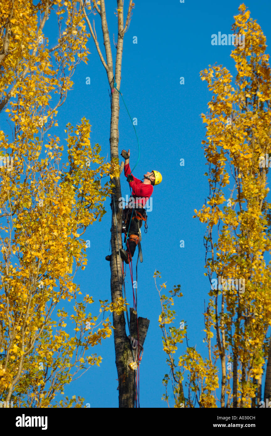 Expert tree climber hi-res stock photography and images - Alamy