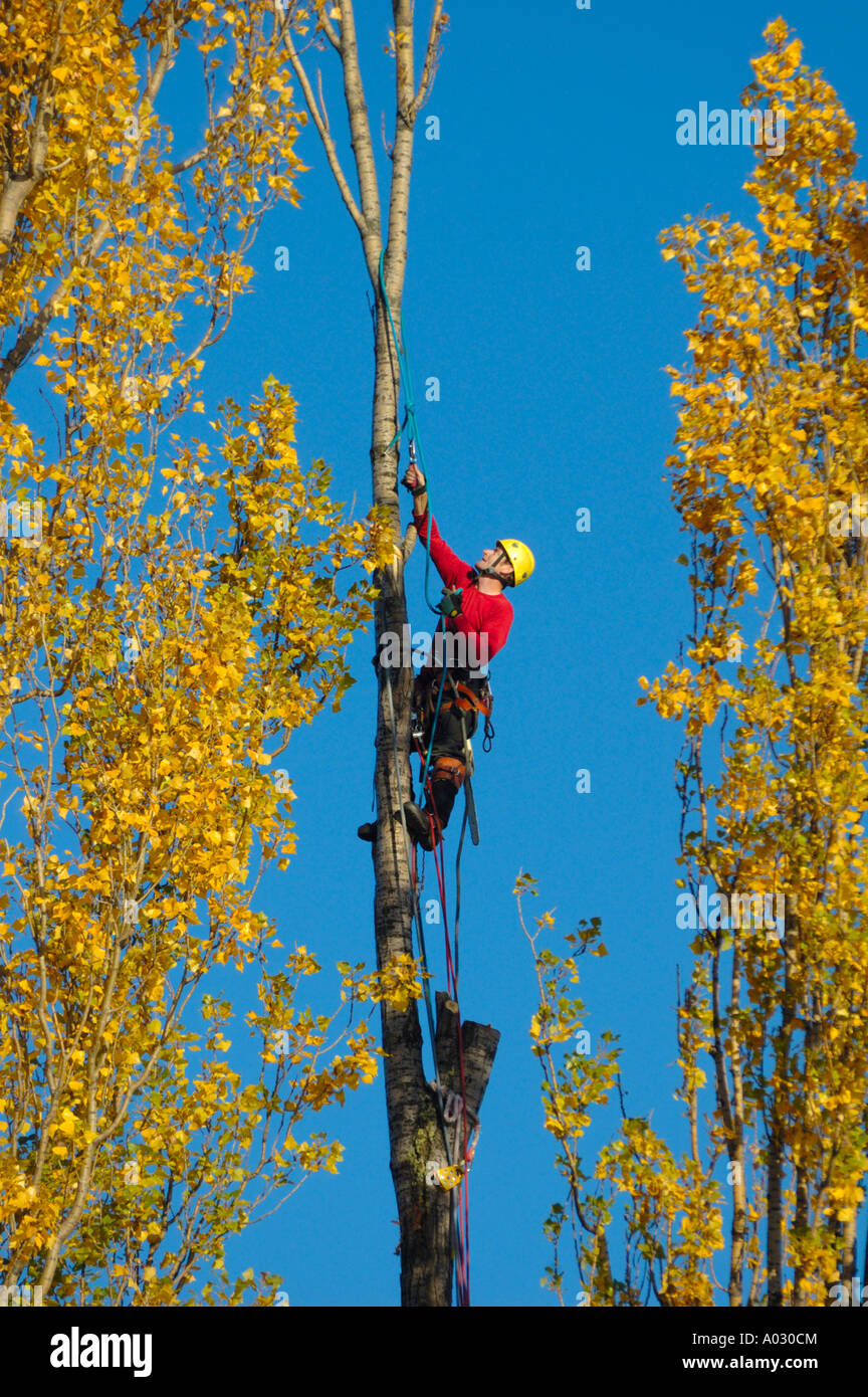 Specialist tree surgeon hi-res stock photography and images - Alamy