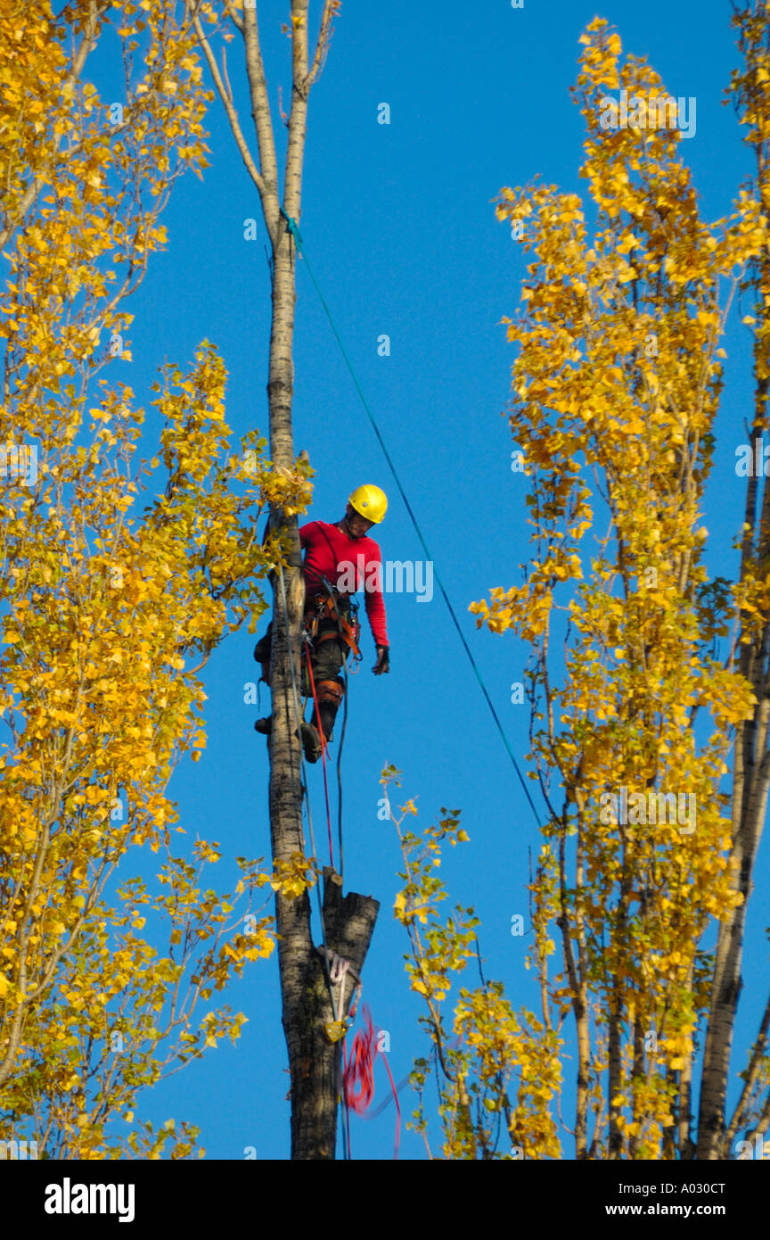 Specialist tree surgeon hi-res stock photography and images - Alamy