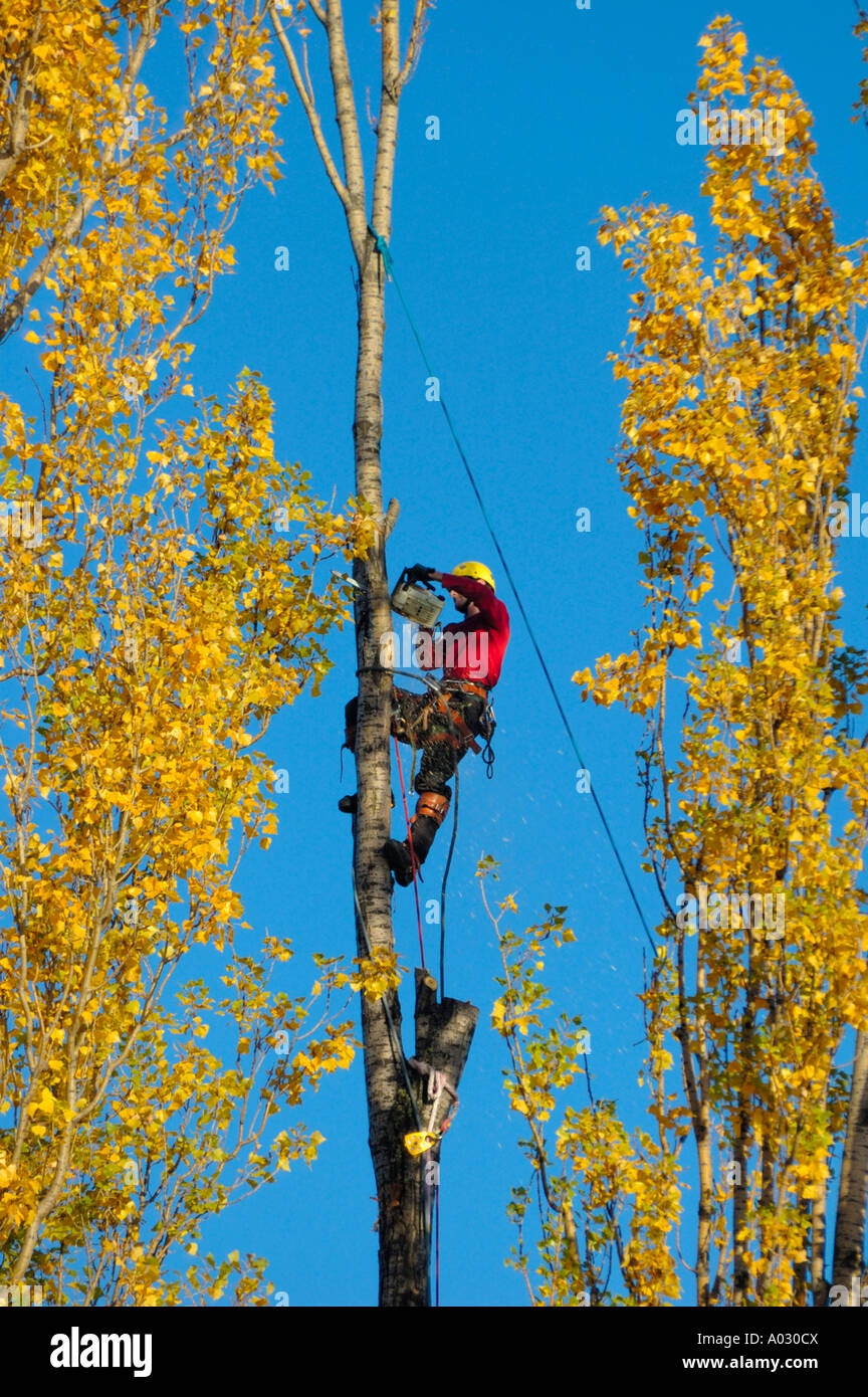 Expert tree climber hi-res stock photography and images - Alamy