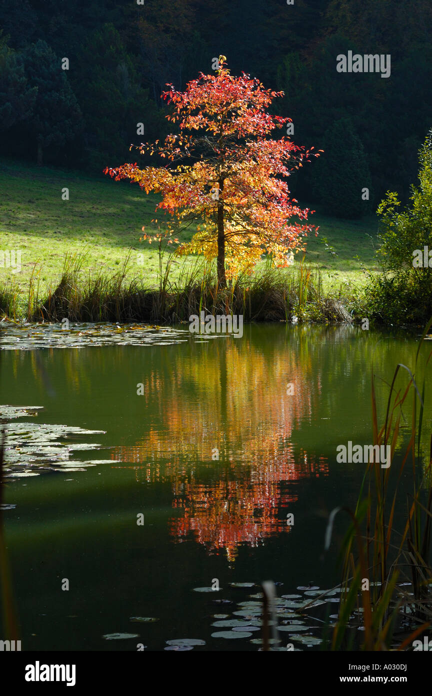 Autumn tree and its reflection Stock Photo - Alamy