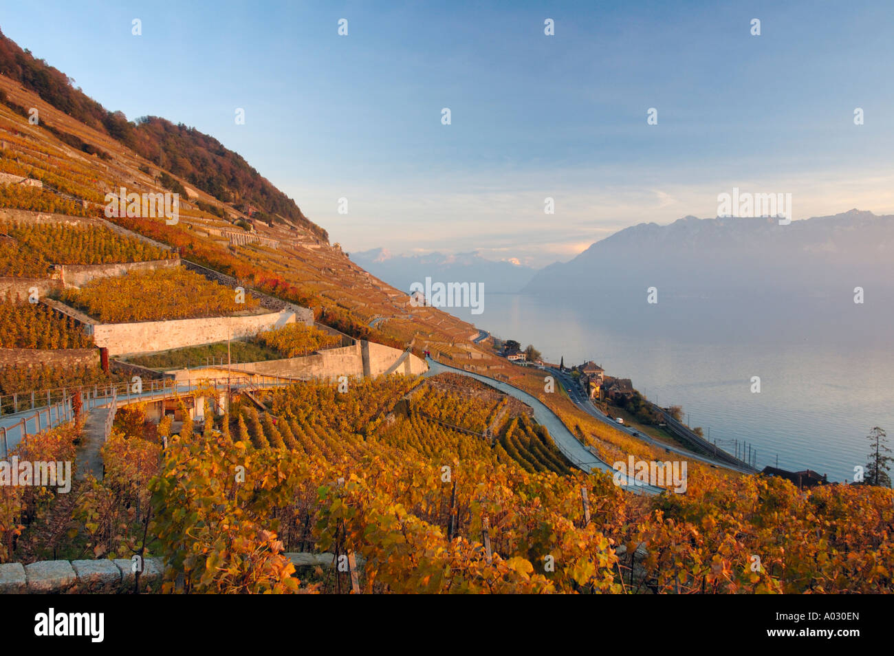The Swiss vineyards of Lavaux in the late evening sunlight of autumn ...