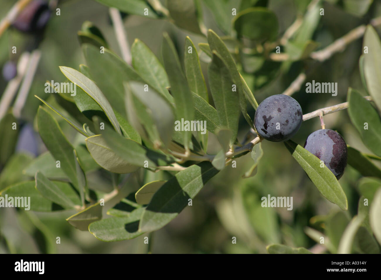 Black olives on the tree in the Parcent Valley of Spain's Costa Blanca ...