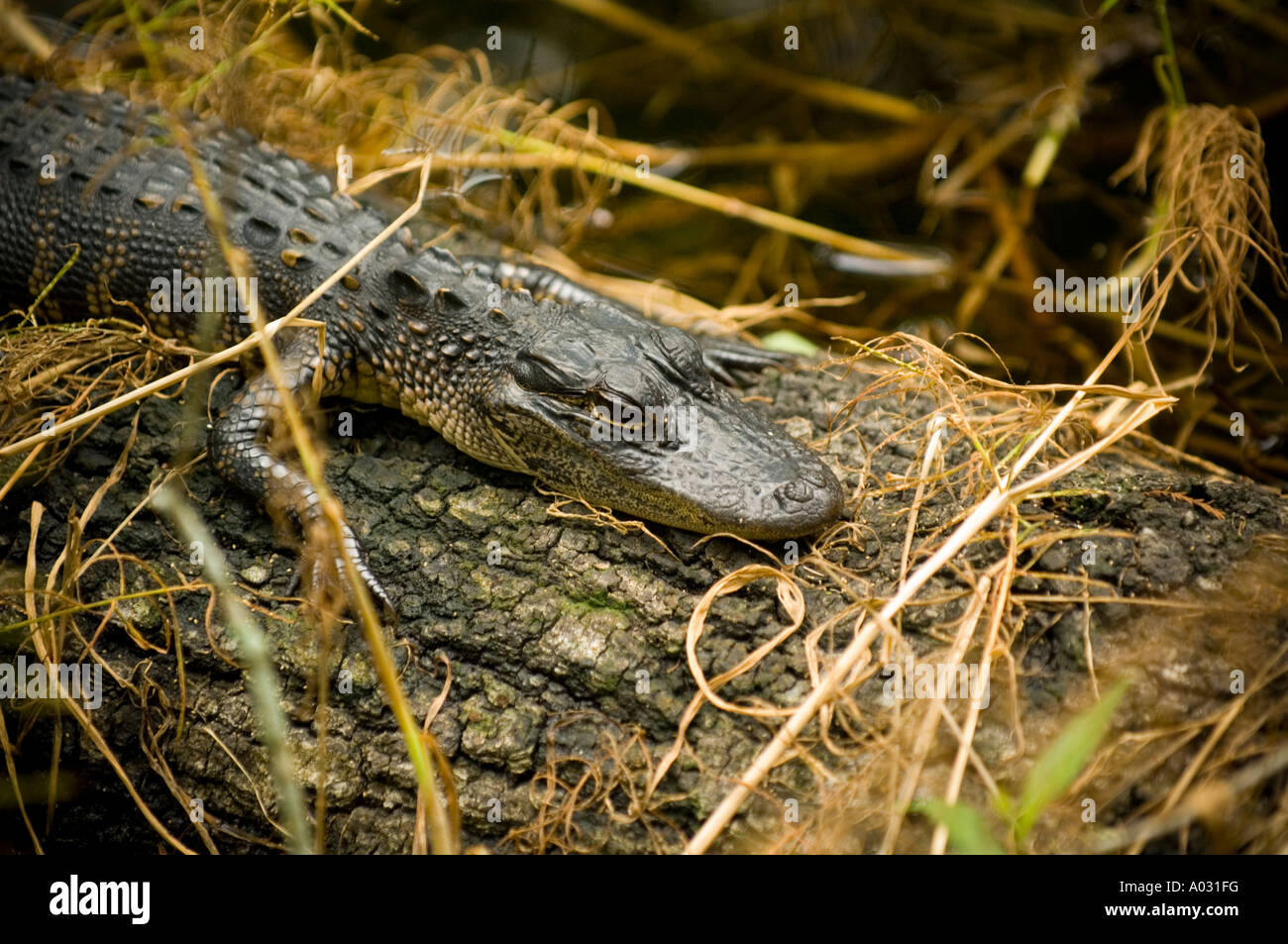 Young American Alligator in the Florida Everglades Stock Photo - Alamy