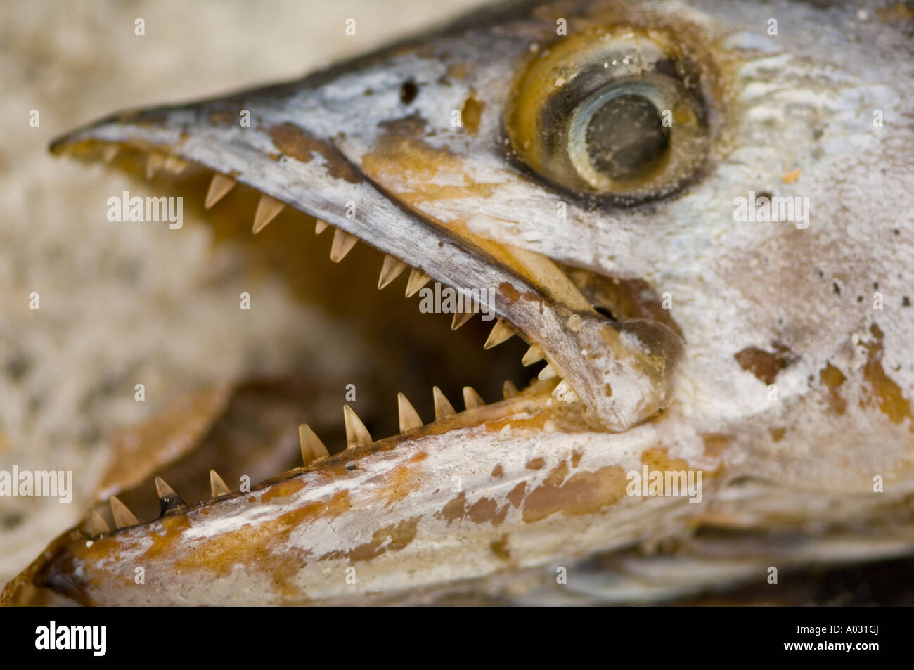 Dead fish killed by red tide on Longboat Key beach, Florida, USA Stock ...