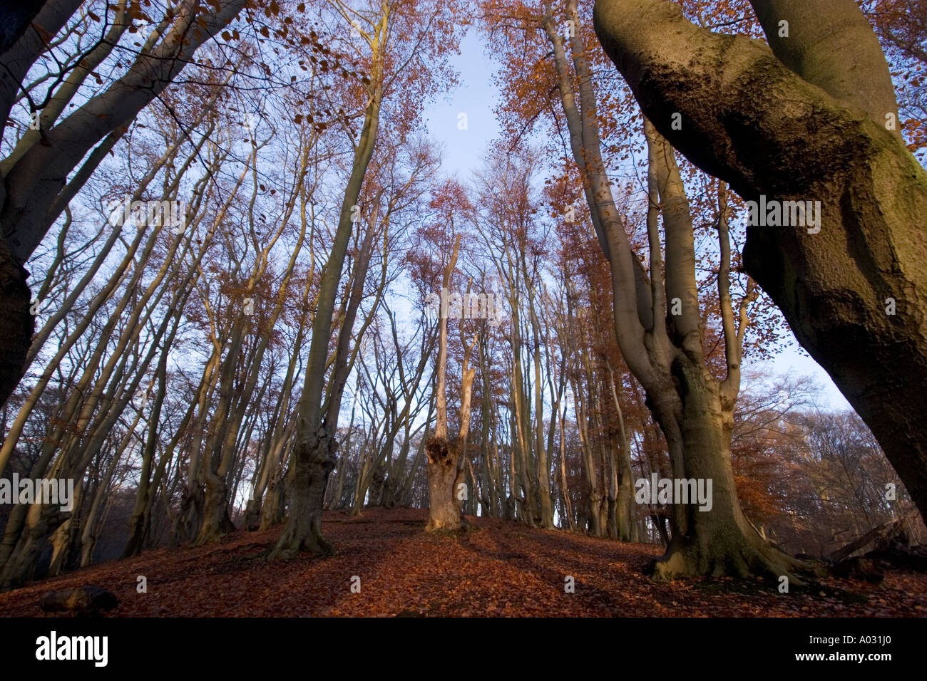 The epping forest hi-res stock photography and images - Alamy