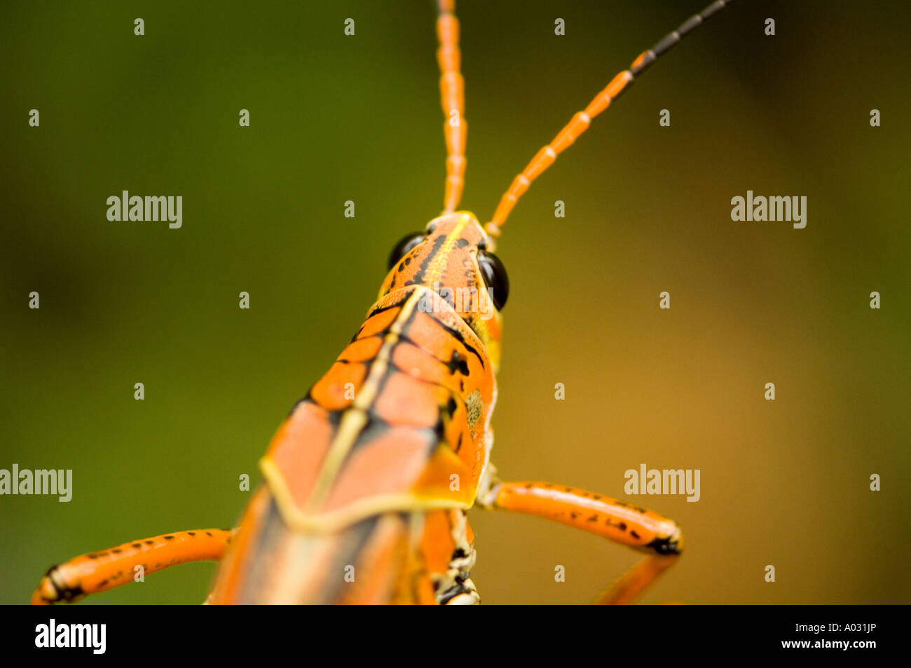 Lubber head hi-res stock photography and images - Alamy