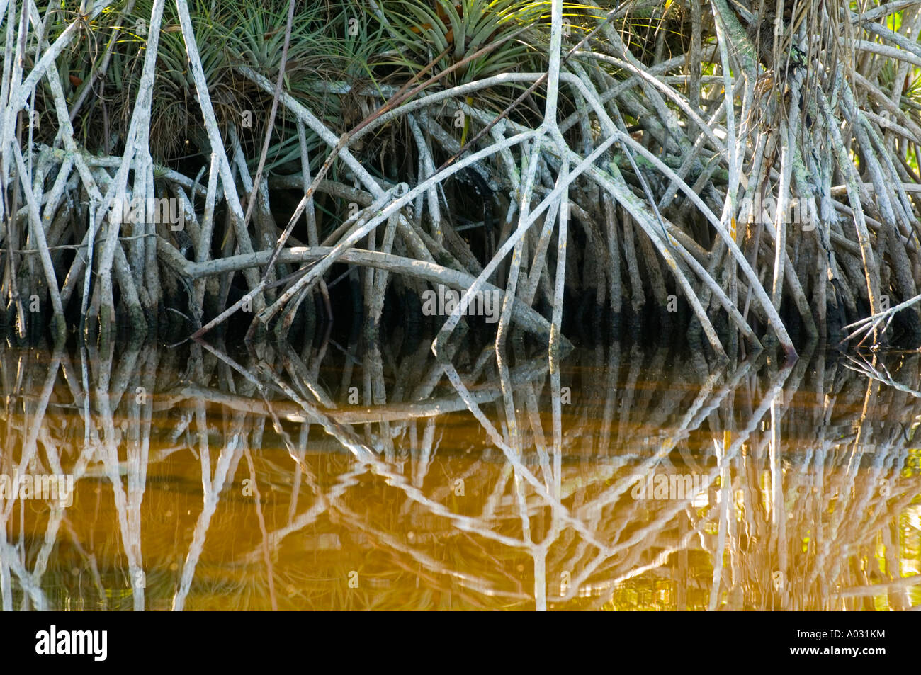 Mangrove roots of the Florida Everglades, USA Stock Photo - Alamy