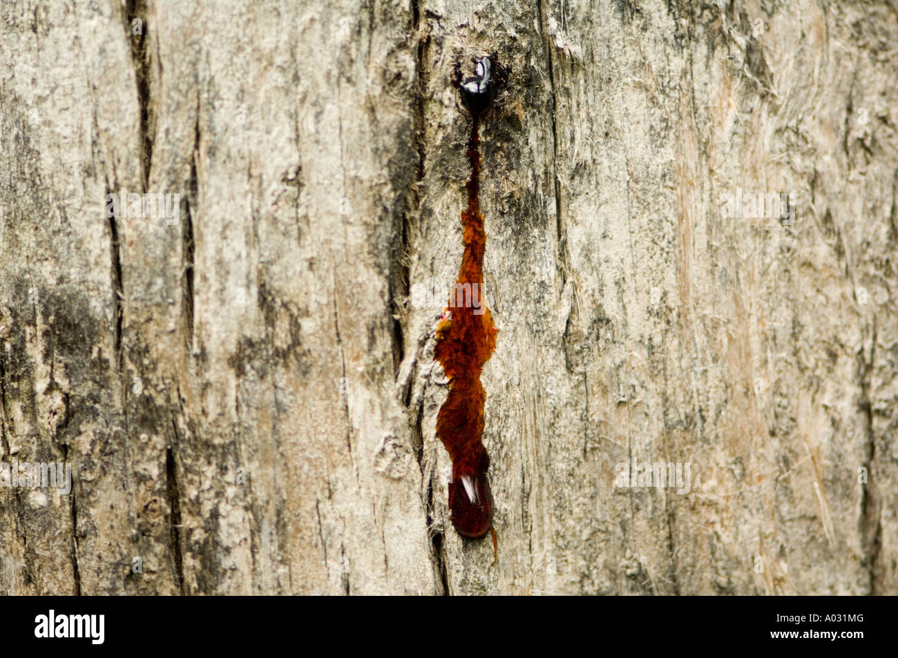 Tree wound bleeding hi-res stock photography and images - Alamy