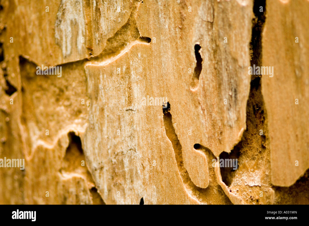 Termite marks on a tree in the Florida Everglades, USA Stock Photo - Alamy