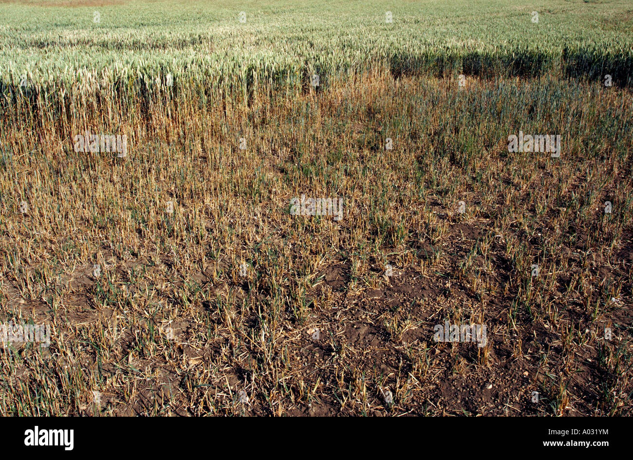 Rabbit plague hi-res stock photography and images - Alamy