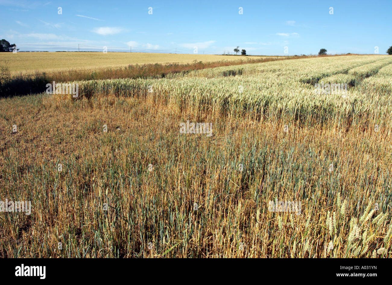 Rabbit damage hi-res stock photography and images - Alamy