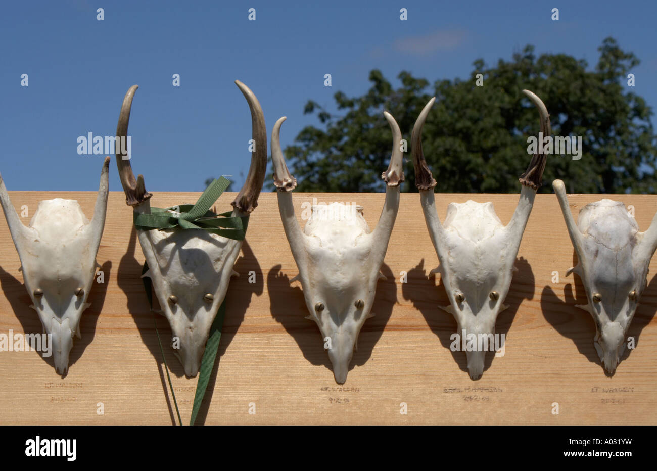 Muntjac deer skull hi-res stock photography and images - Alamy