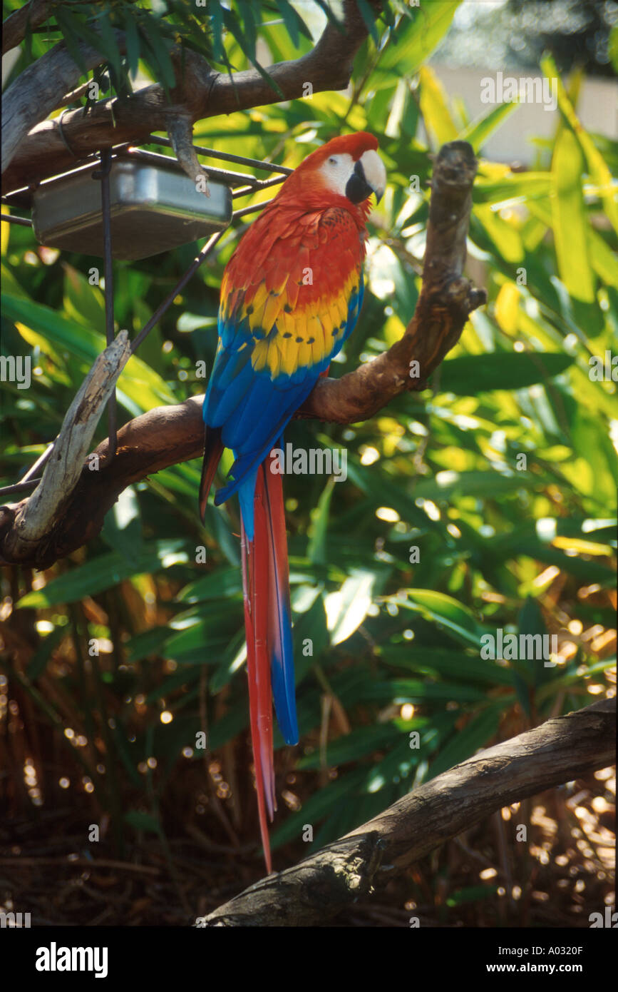 Colorful parrot in tree Stock Photo - Alamy