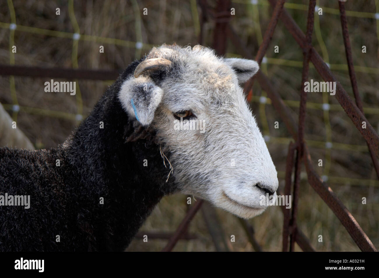 White And Grey Herdwick Sheep High Resolution Stock Photography and ...