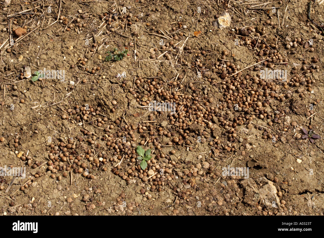 Damage to crops by rabbits Stock Photo - Alamy
