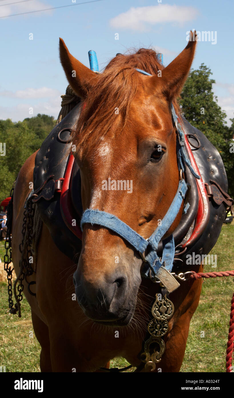 Suffolk horse hi-res stock photography and images - Alamy
