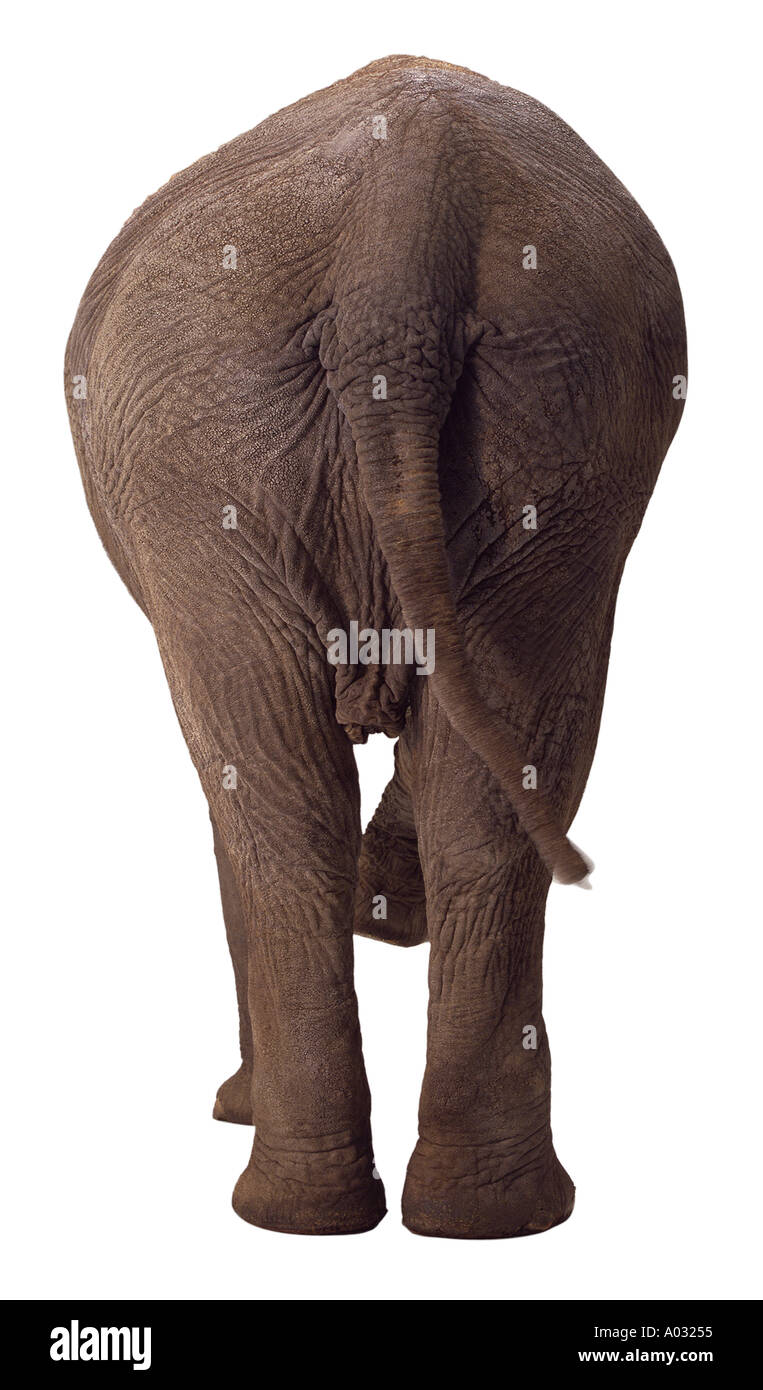 Elephant back view Cut Out Stock Images & Pictures - Alamy