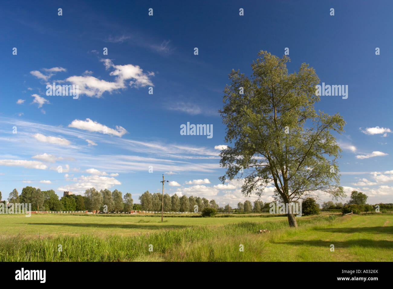 Bat willow meadow hi-res stock photography and images - Alamy
