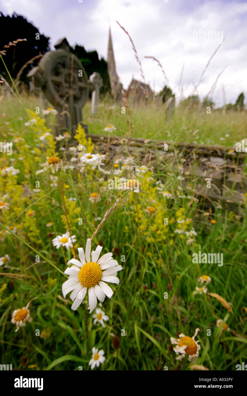 wild flower area in Churchyard Stock Photo - Alamy