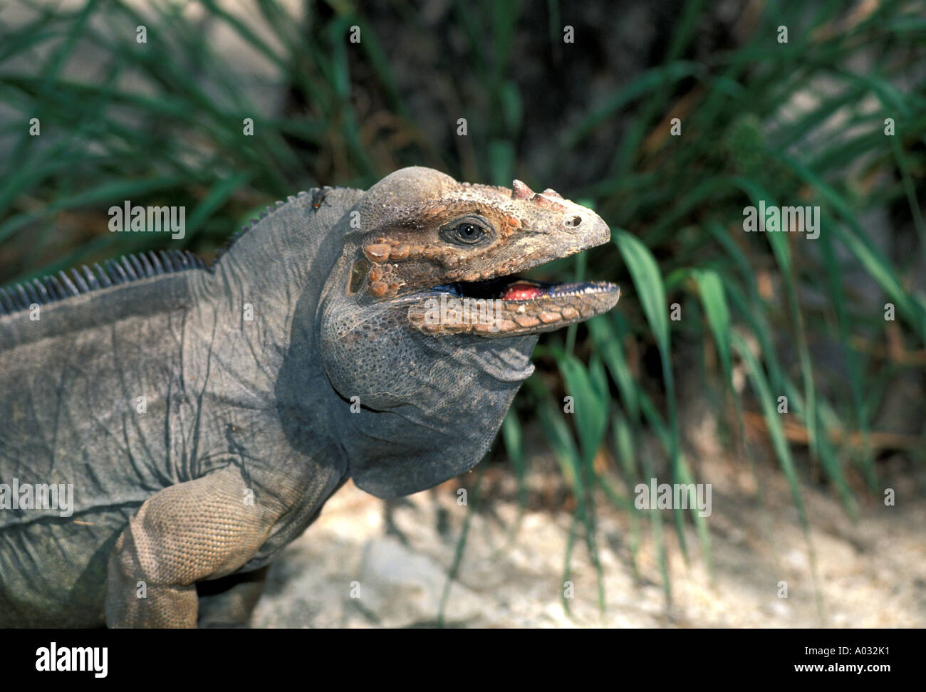 Lizard dominican republic hi-res stock photography and images - Alamy