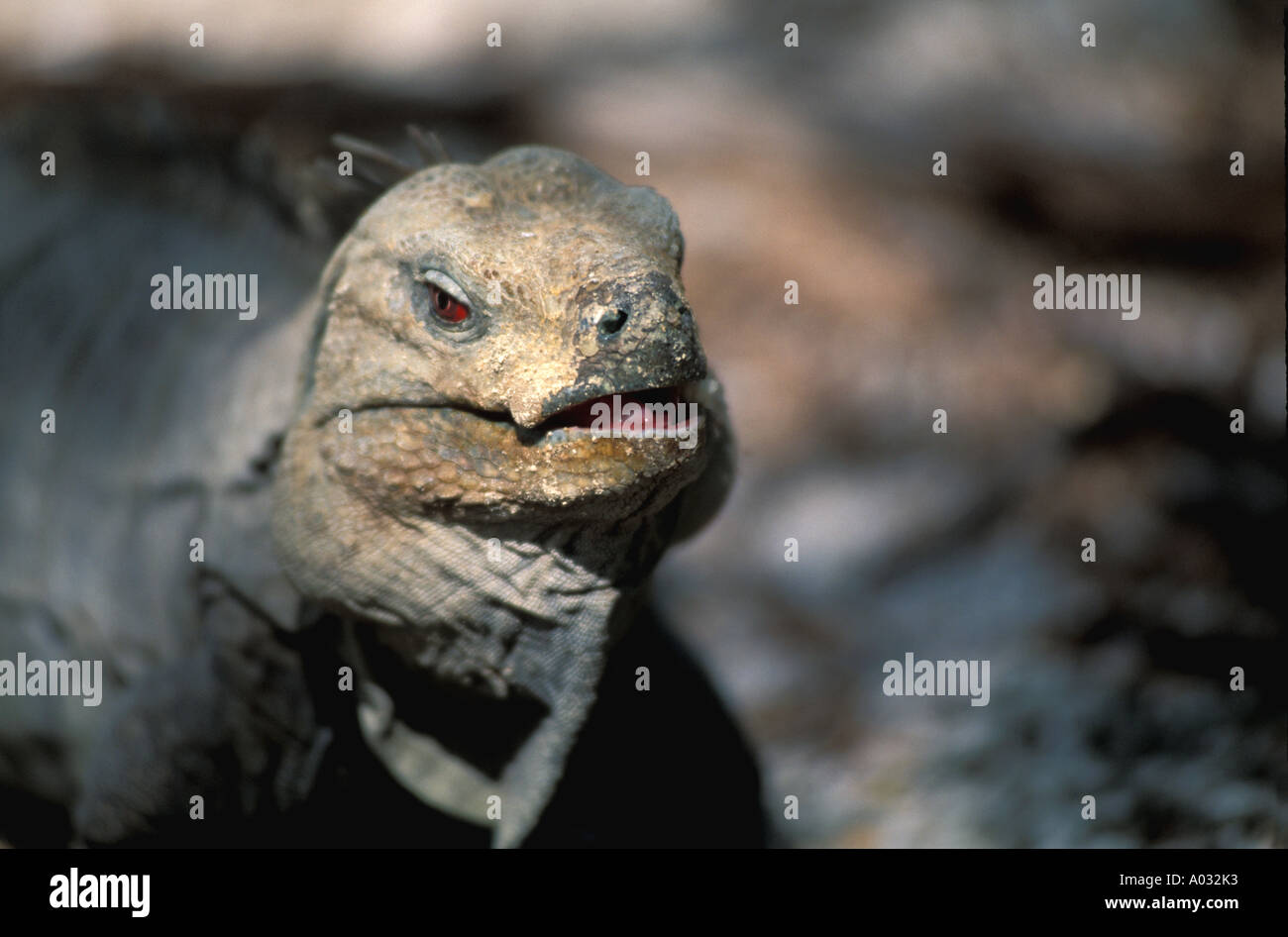 ricords ricord's iguana rock iguana Dominican Republic Lago Enriquillo ...