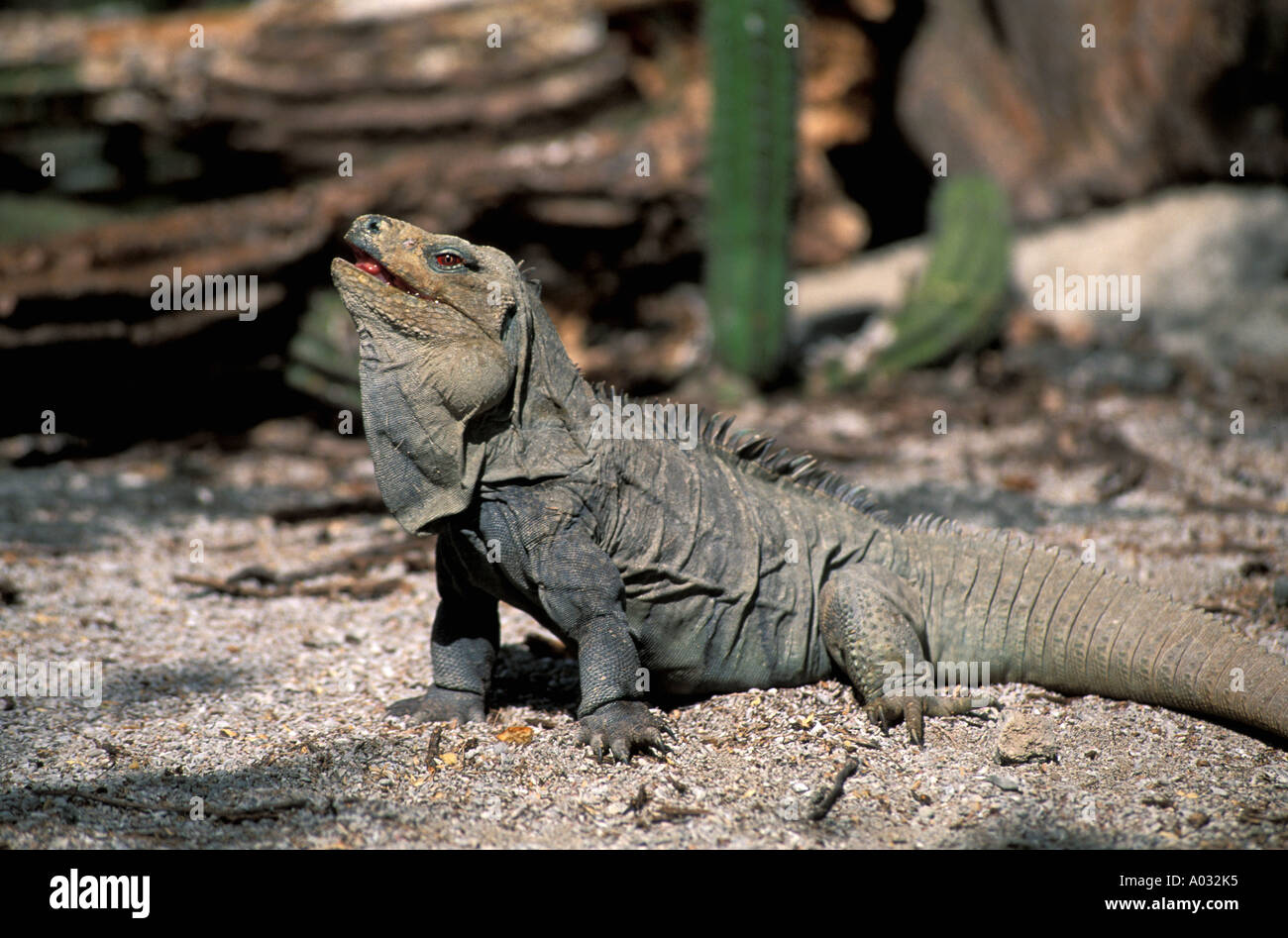 ricords iguana Dominican Republic Lago Enriquillo Isle isla Cabritos ...