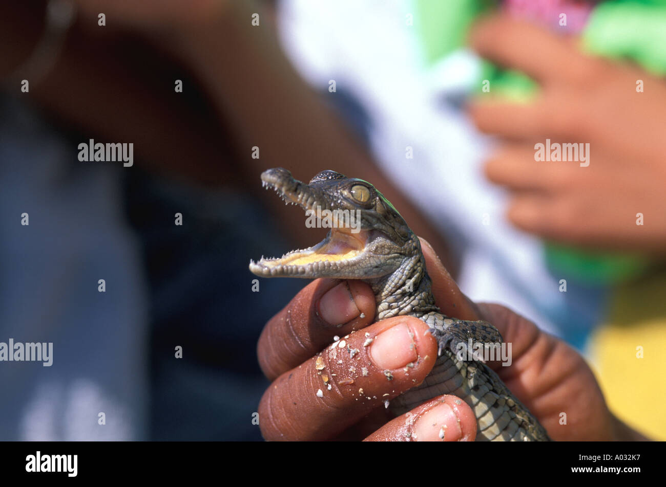 Dominican Republic Lago Enriquillo guide shows mouth of four day old ...