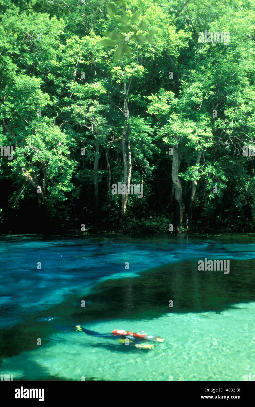 Florida Spring Diving Scuba Diver clear spring waters North Florida ...