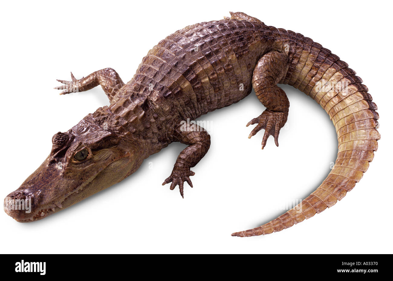 Adult cayman hi-res stock photography and images - Alamy